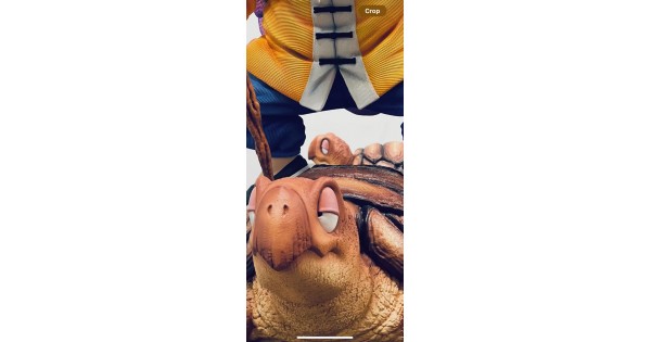 Turtle By Infinite Studio